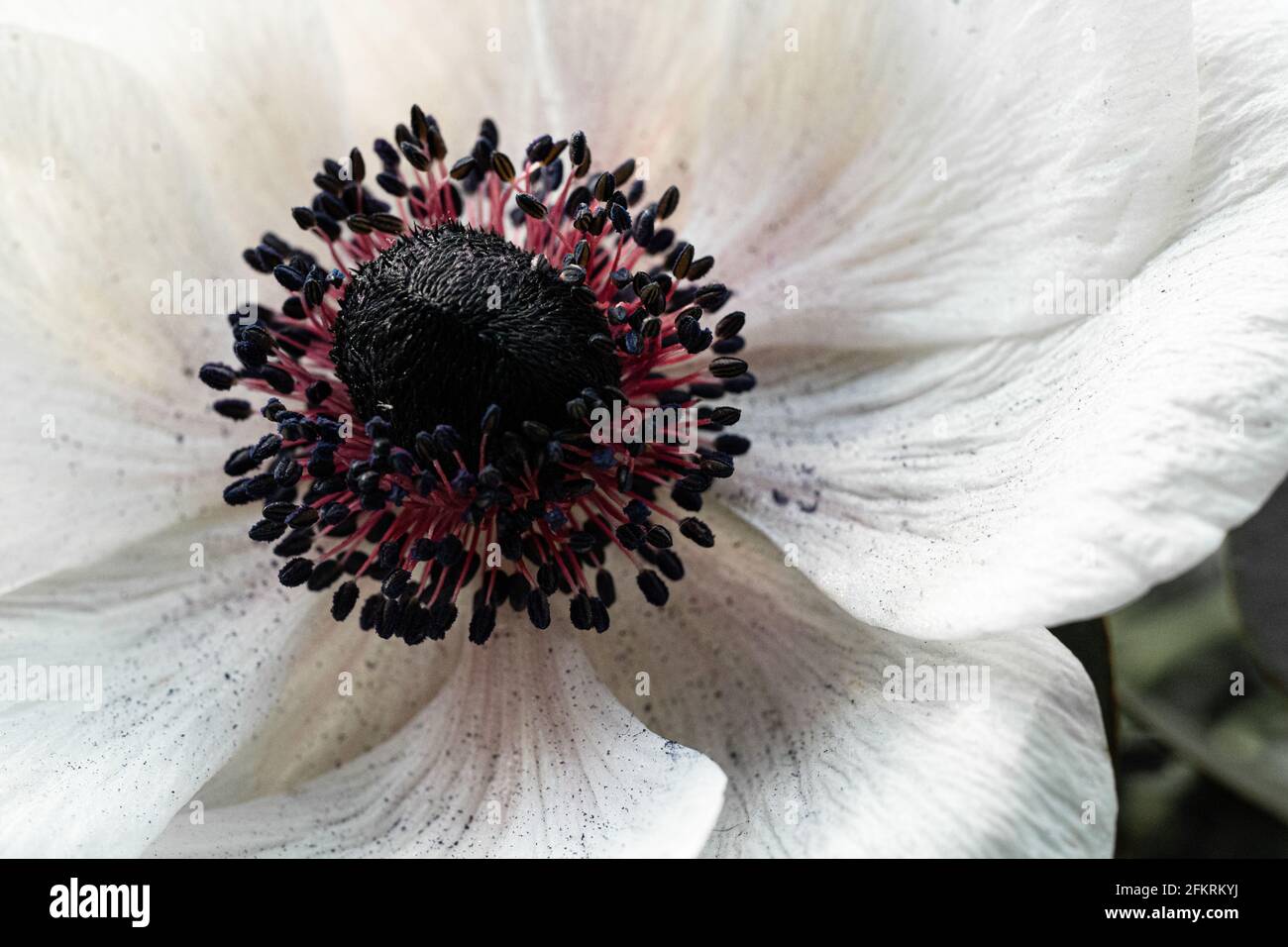 Anemone garden centre hi-res stock photography and images - Alamy