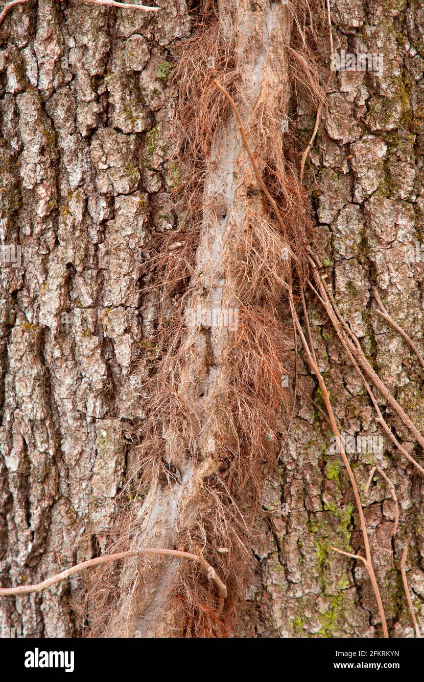 Toxicode Toxicodendron Radicans Ssp. Radicans"