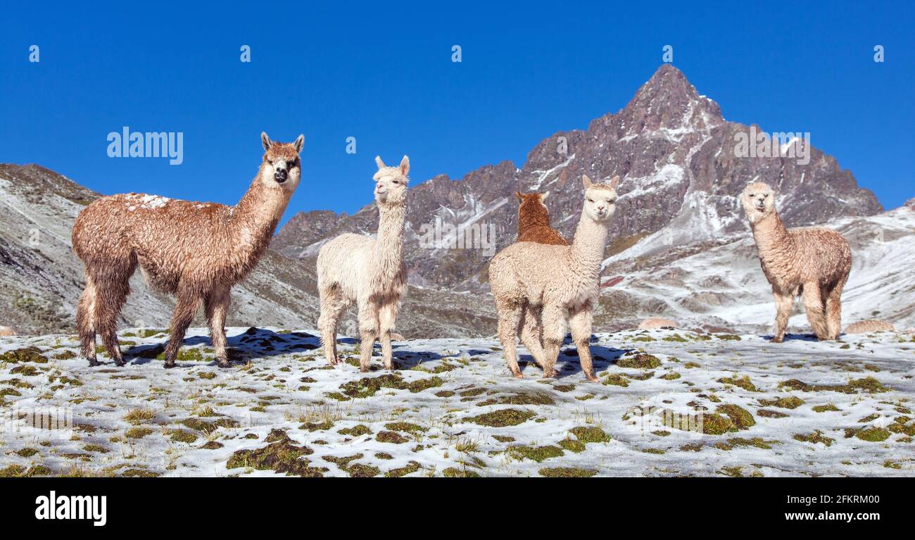 llama or lama, group of lamas on pastureland, Andes mountains, Peru ...