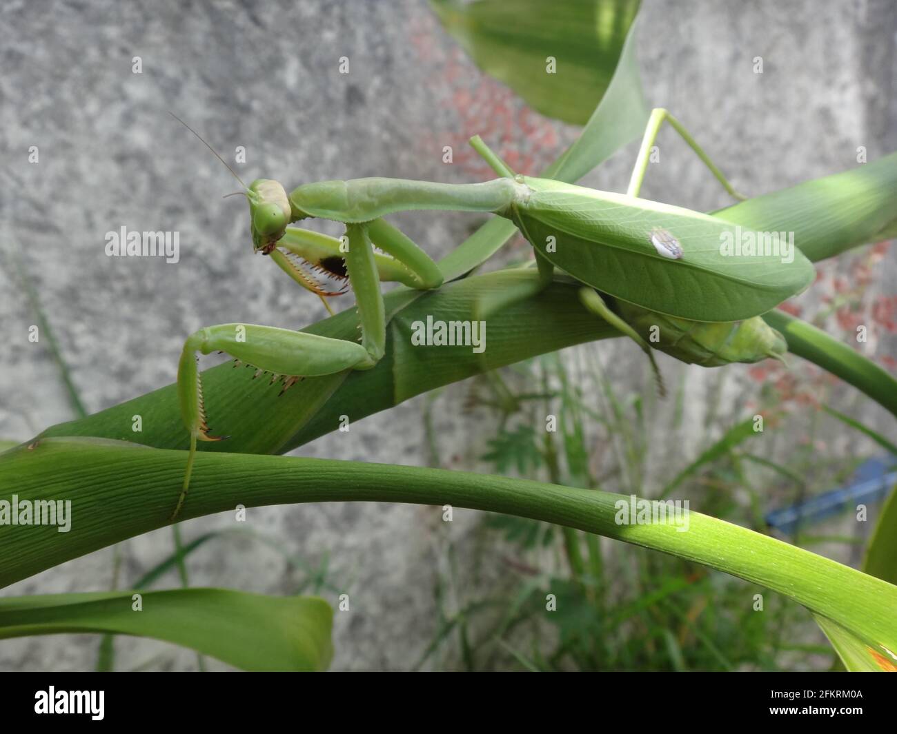 Common Mantis on fresh green leaf Stock Photo - Alamy