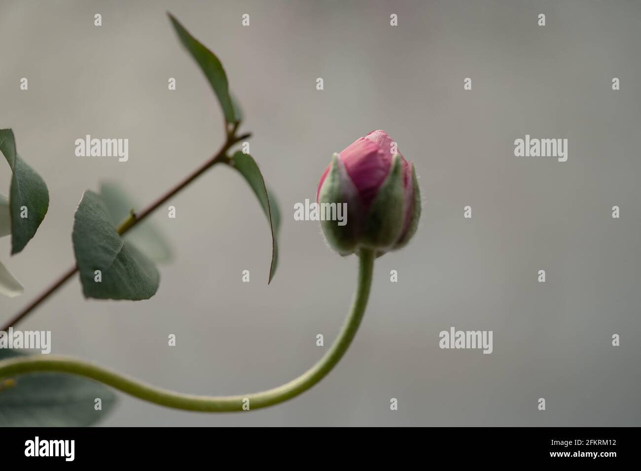 Pink rose bud on curved stem with green leaves against neutral ...