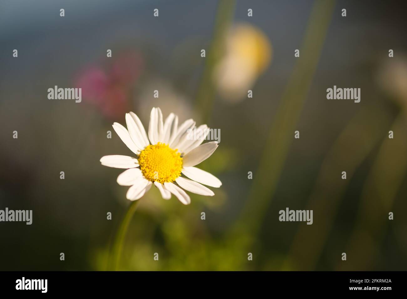 Macro shot white daisies in hi-res stock photography and images - Alamy