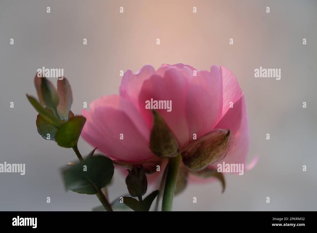 Delicate pink rose bloom with soft petals and green leaves against ...
