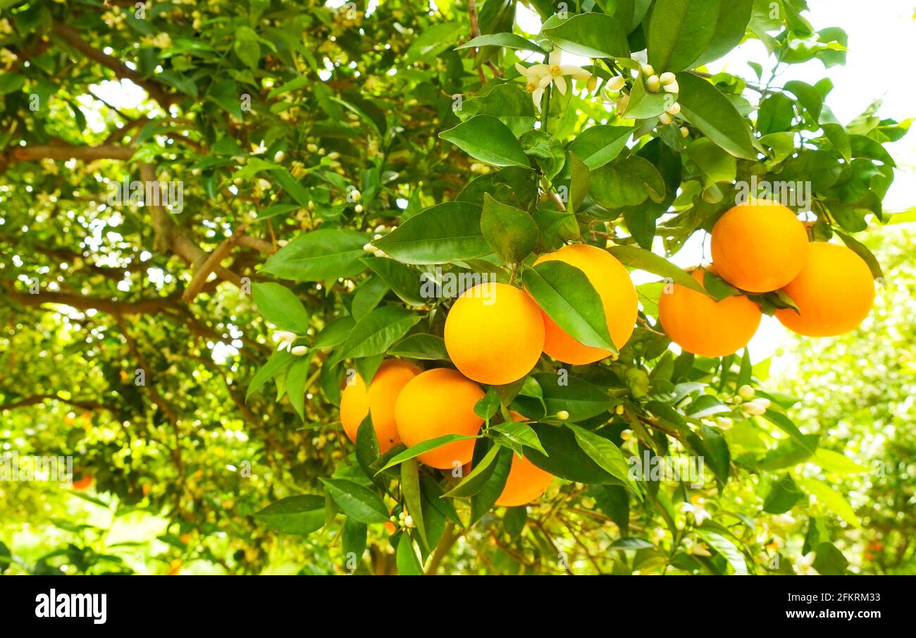 Citrus plantation hi-res stock photography and images - Alamy