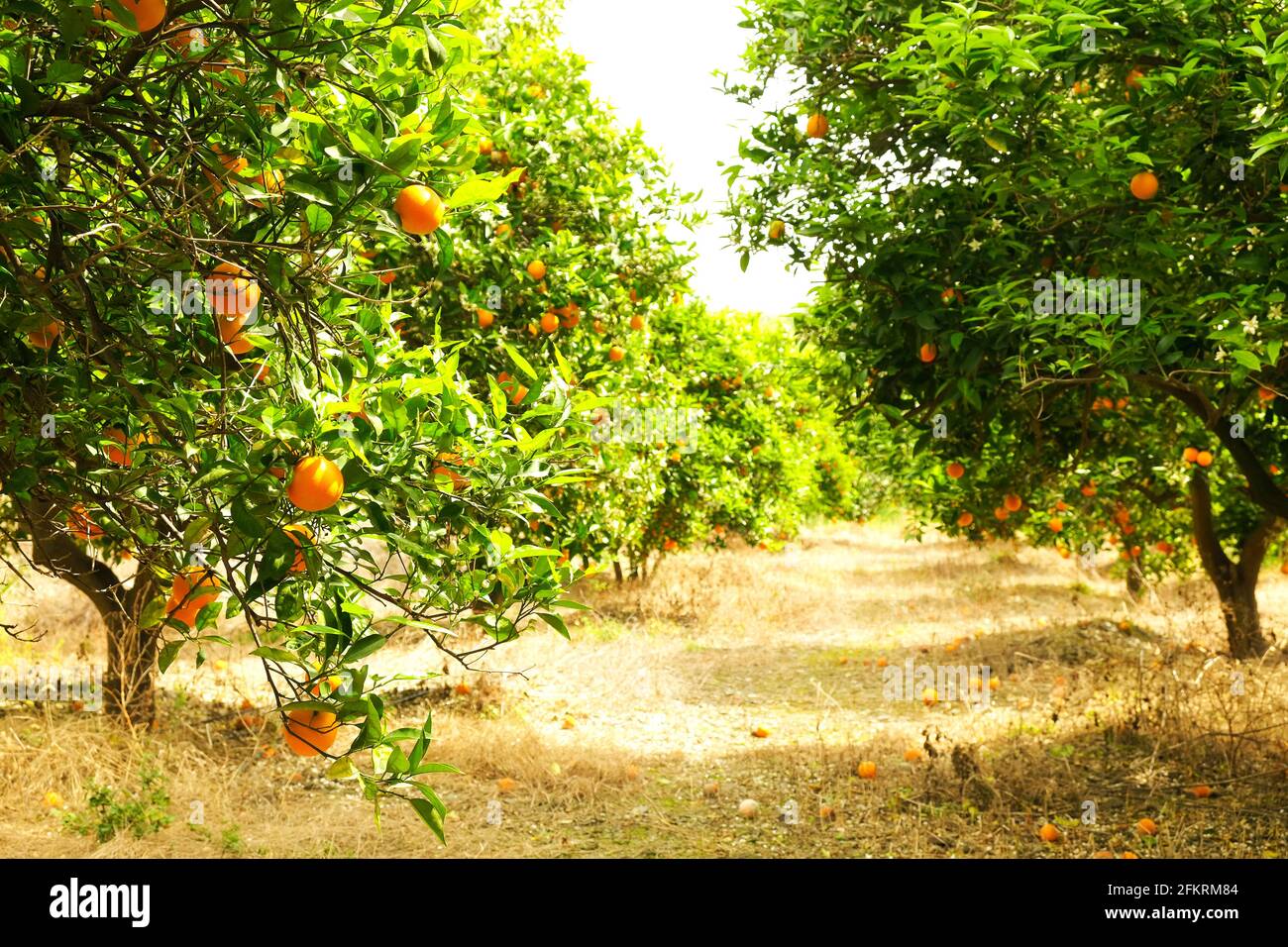 Citrus plantation hi-res stock photography and images - Alamy