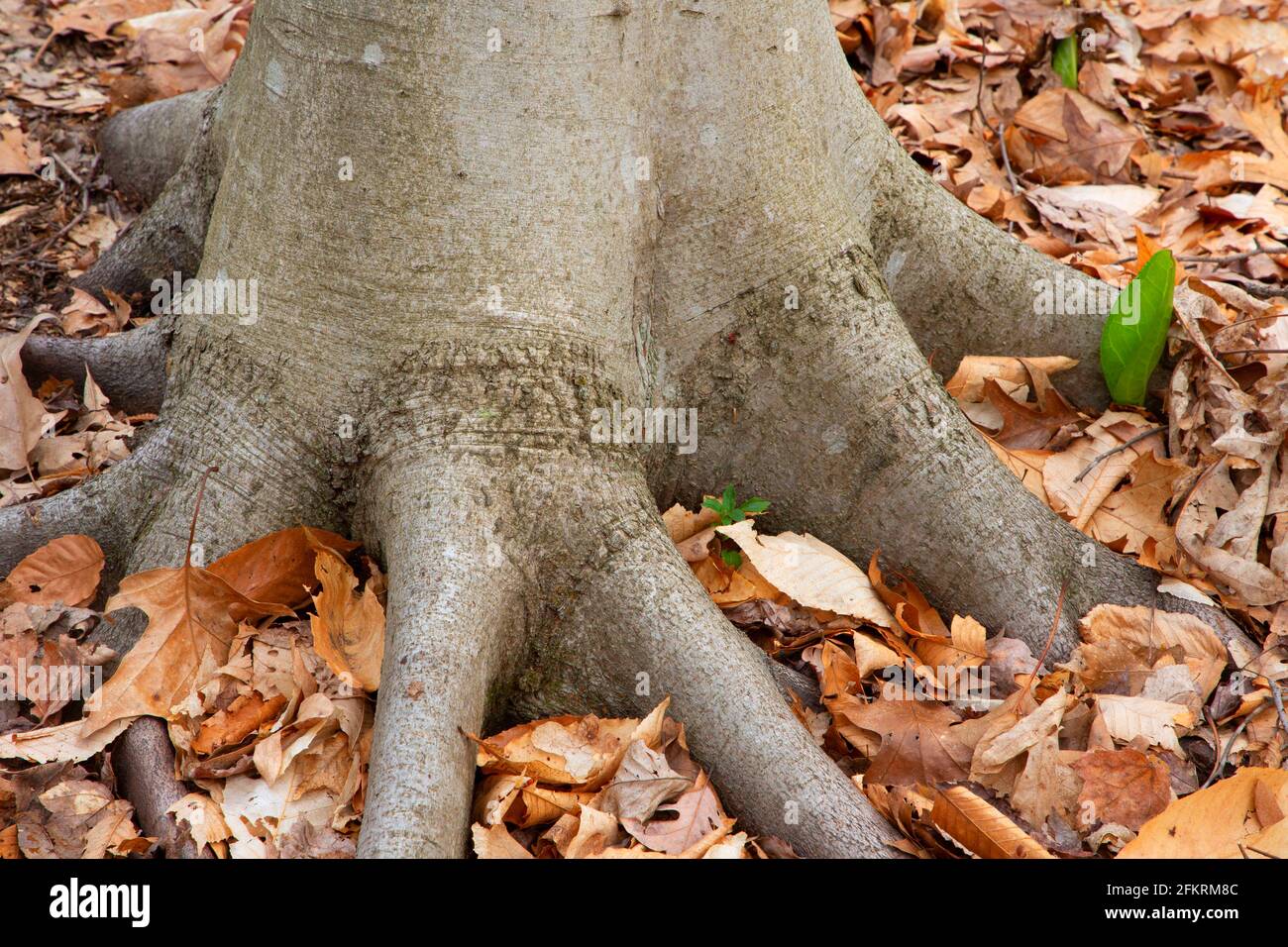 American beech (Fagus grandifolia) trunk, Shade Swamp Sanctuary ...