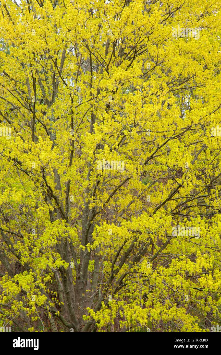 Maple from Metacomet Trail, West Hartford Reservoirs, New England ...