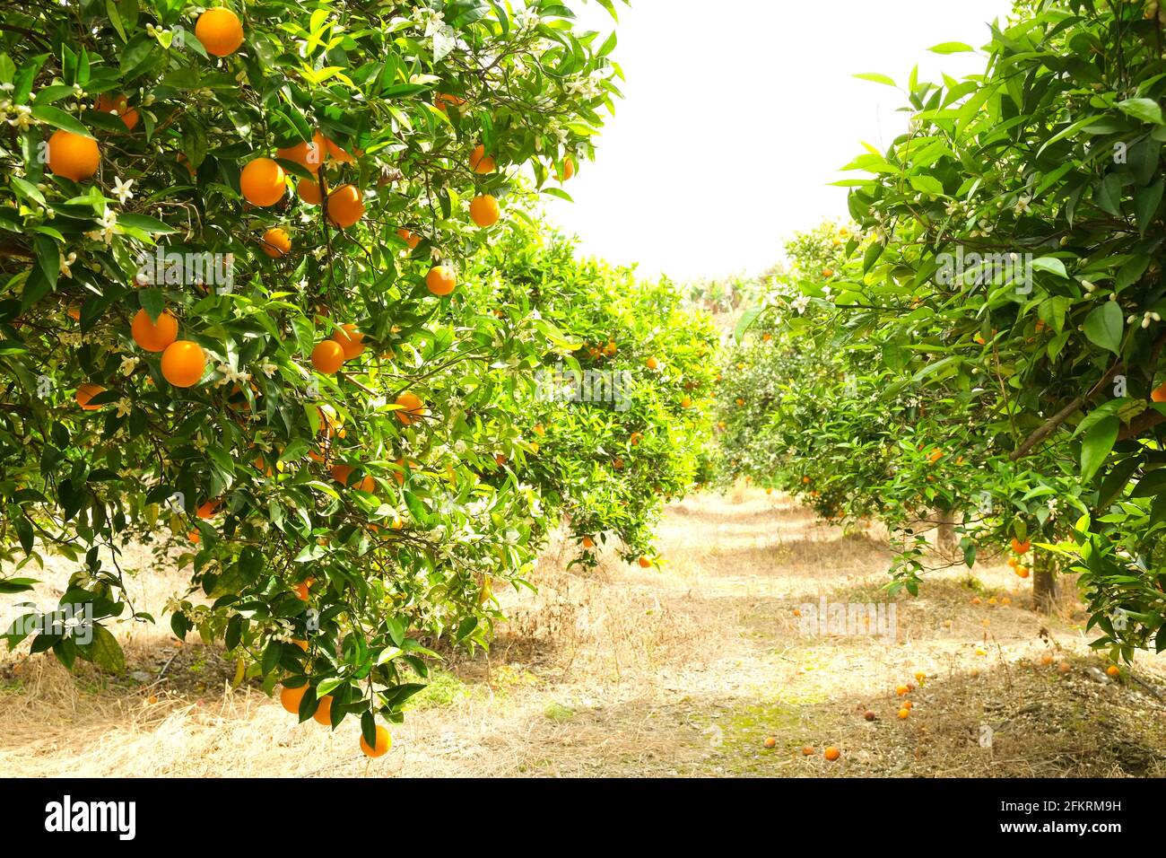 Orange plantation hi-res stock photography and images - Alamy