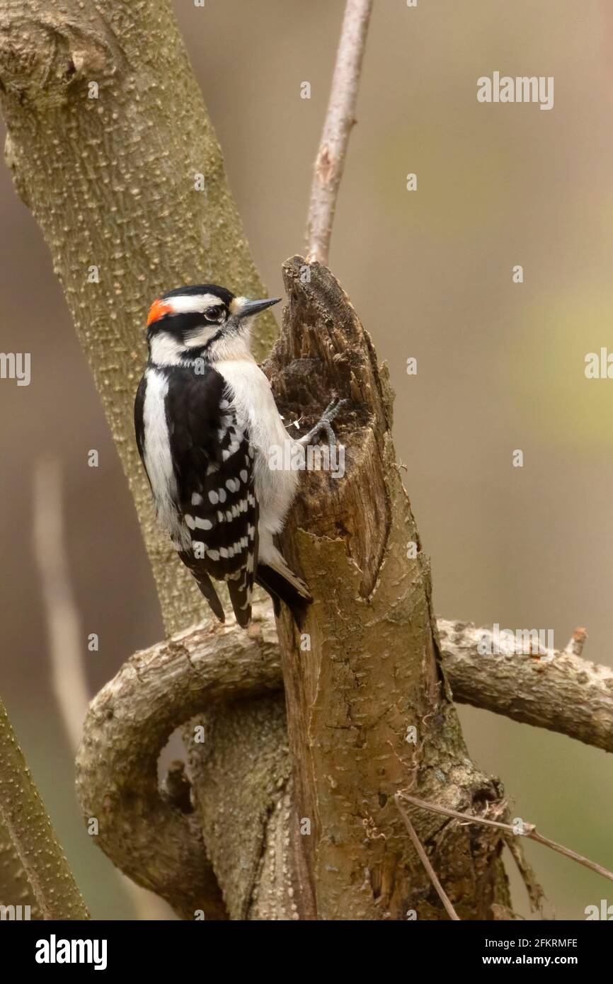 Downy Woodpecker (Dryobates pubescens), Kensington, Connecticut Stock ...