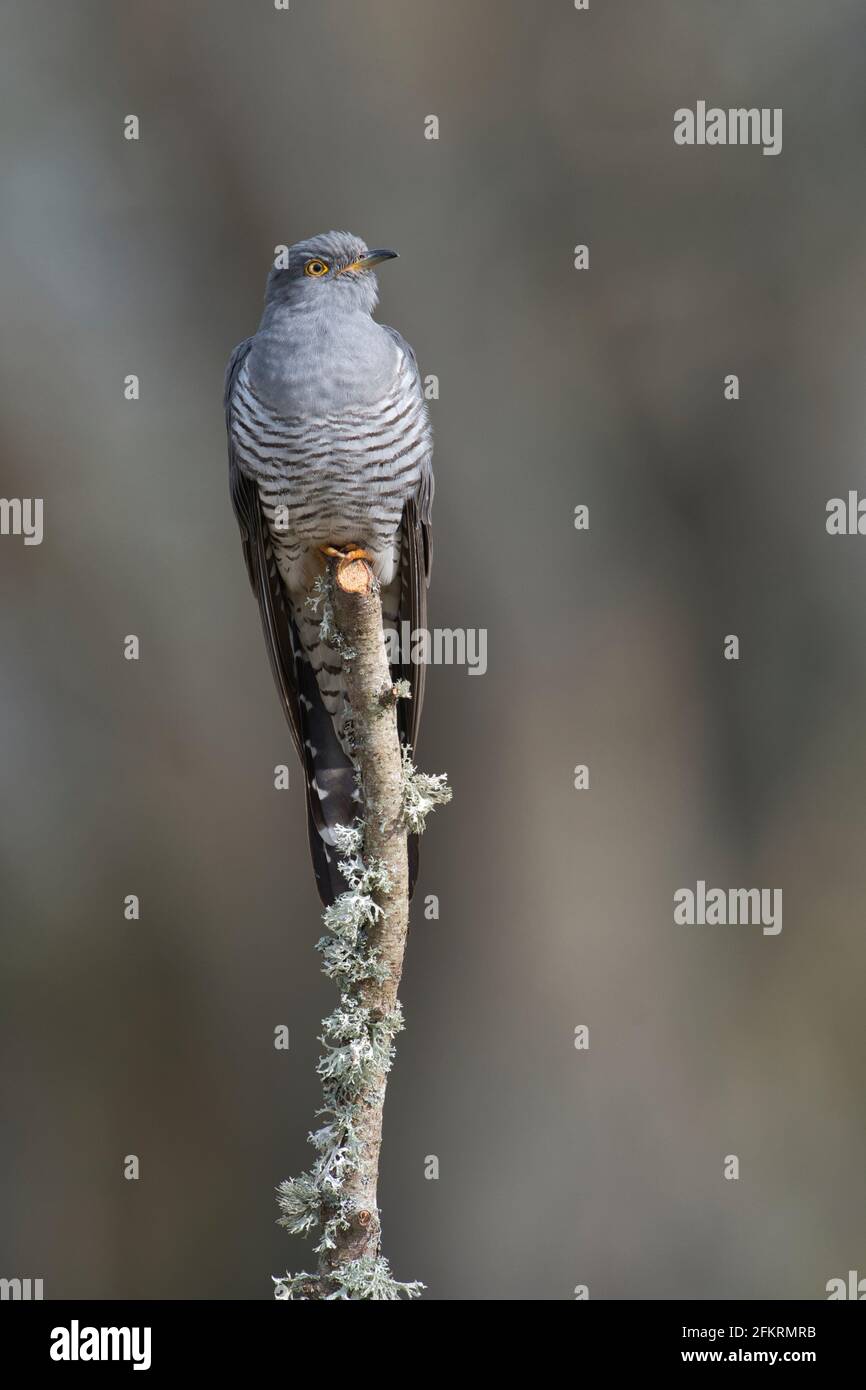 Male common cuckoo (Cuculus canorus Stock Photo - Alamy