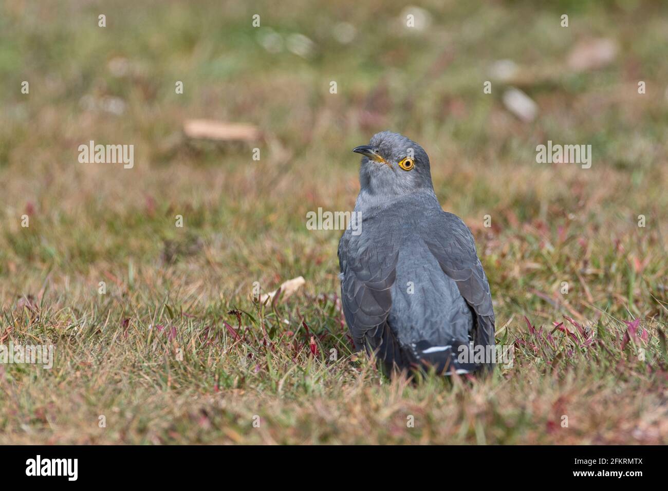 Male common cuckoo (Cuculus canorus Stock Photo - Alamy