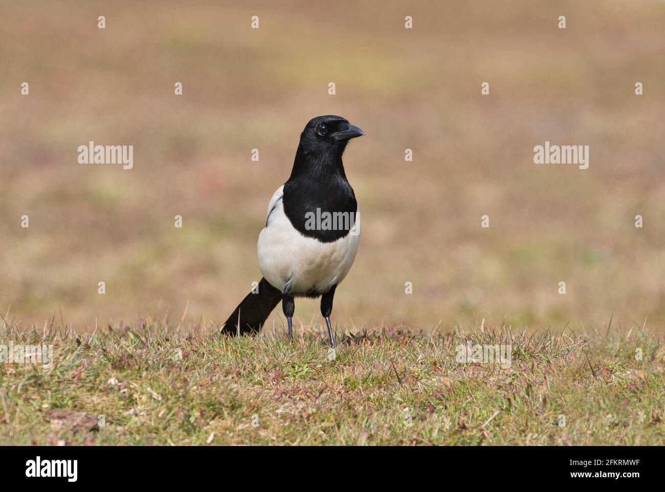 Magpie (Pica pica Stock Photo - Alamy