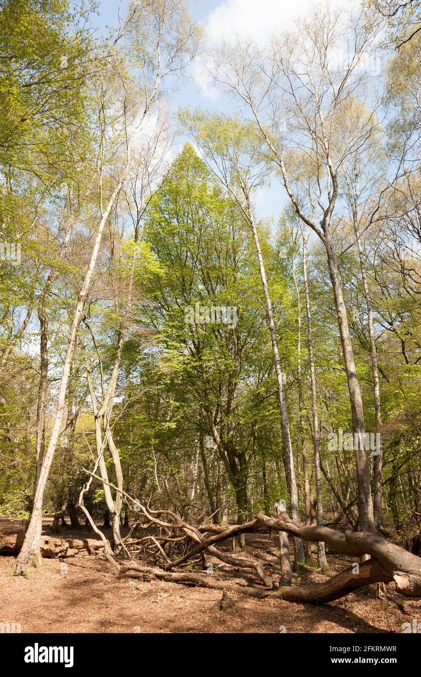 old woodland Epping Forest Stock Photo - Alamy