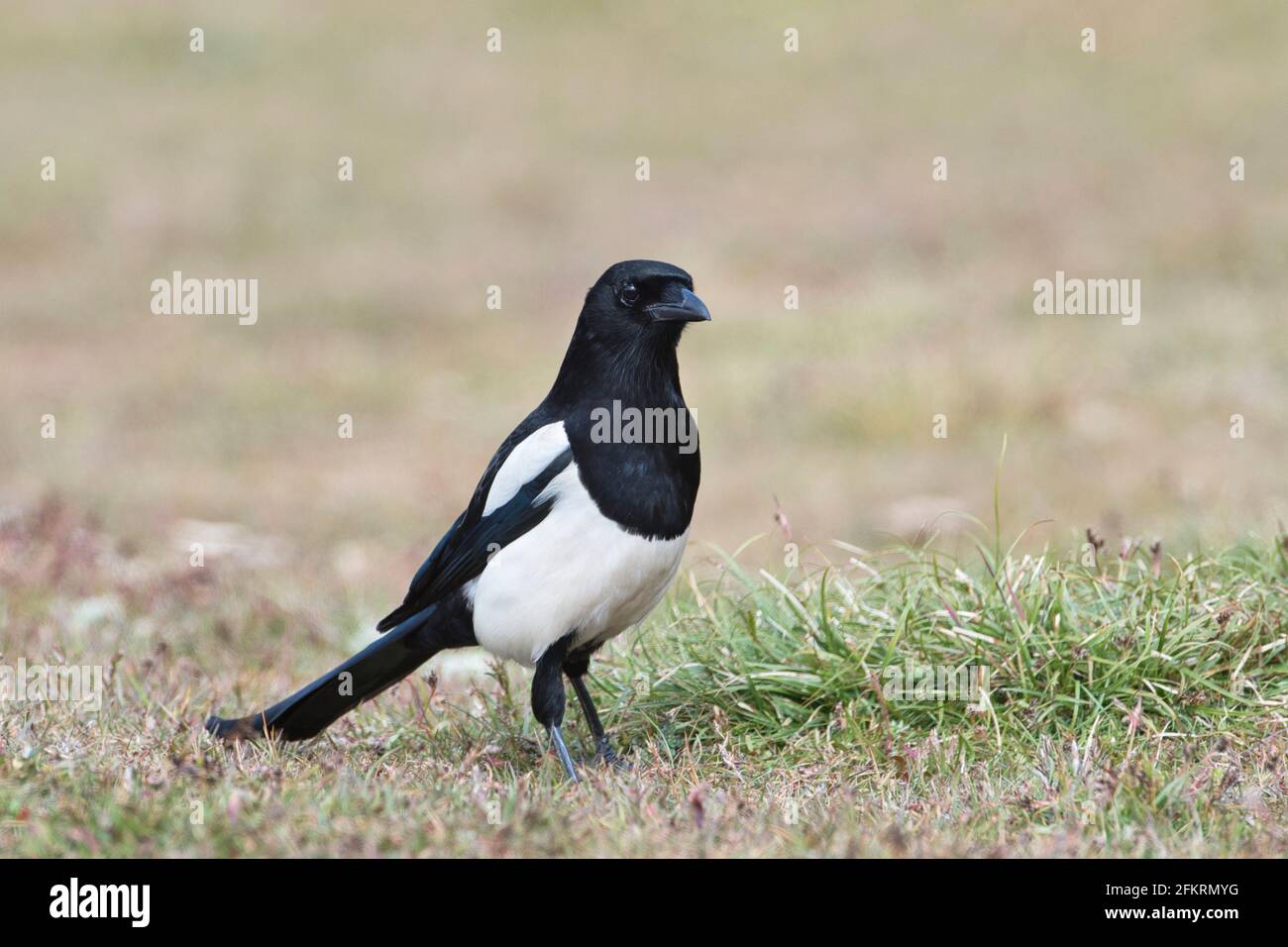 Magpie (Pica pica Stock Photo - Alamy
