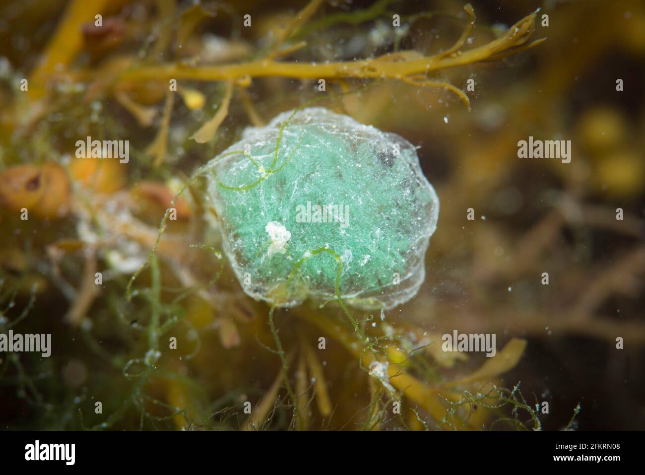 Paddleworm eggs (Phylum phyllodocidae Stock Photo - Alamy