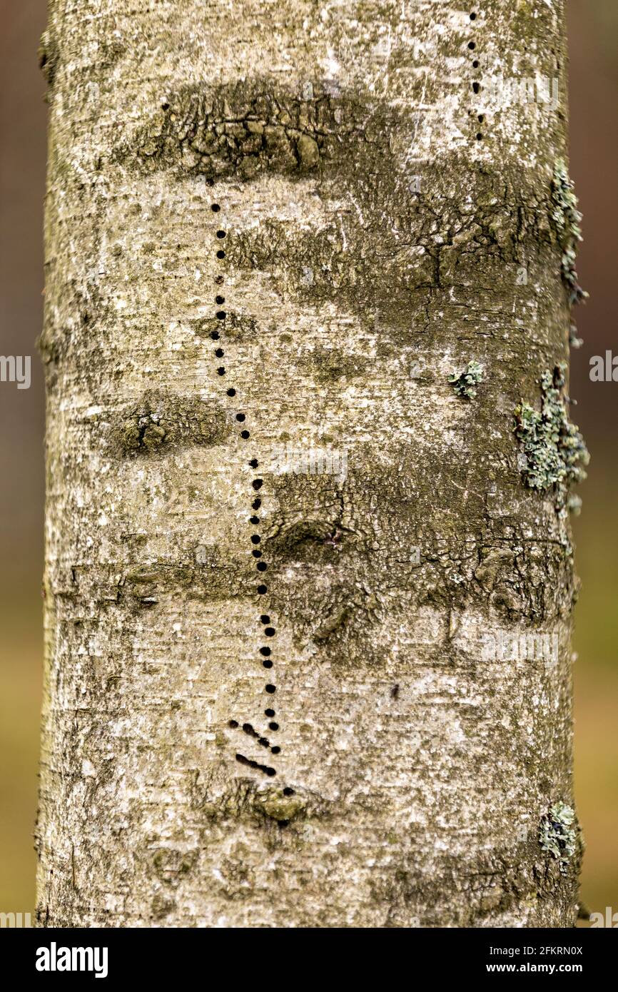 Tree trunk infested with bark beetles. Rotten coniferous wood. Spring ...
