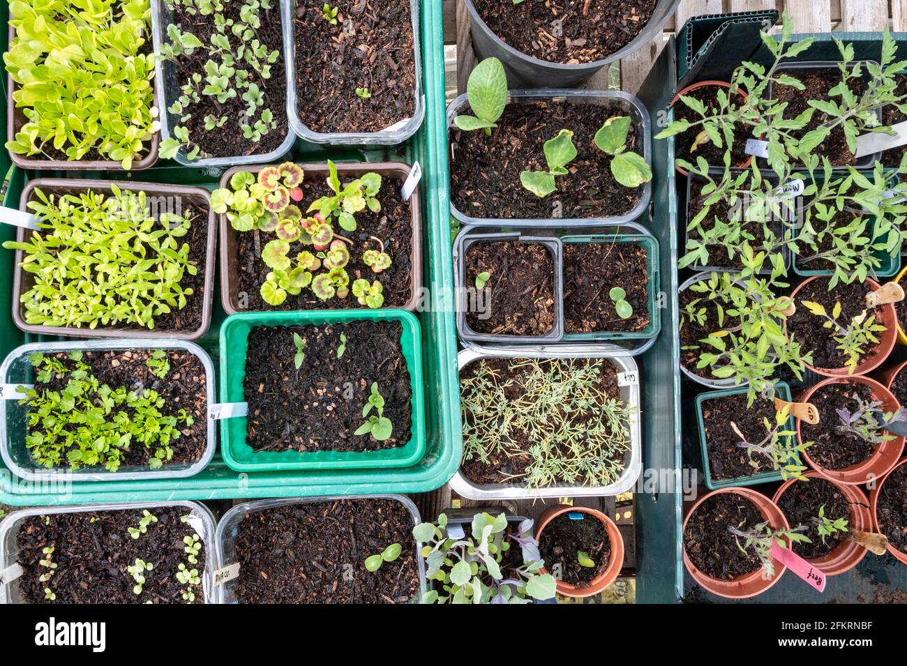 Recycled plant containers hi-res stock photography and images - Alamy