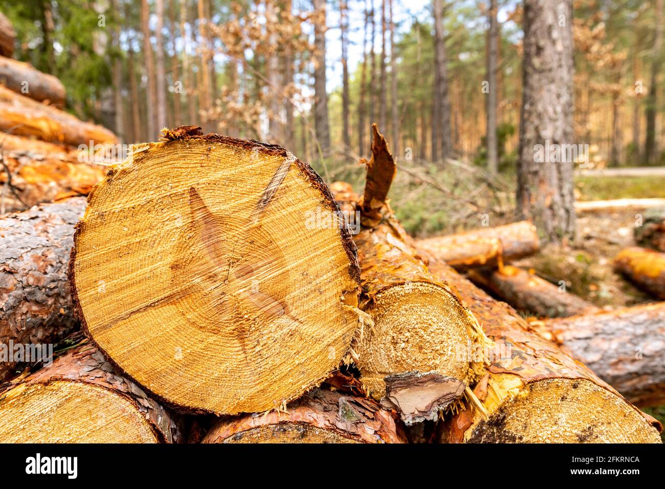 Cross Section Of Pine Wood