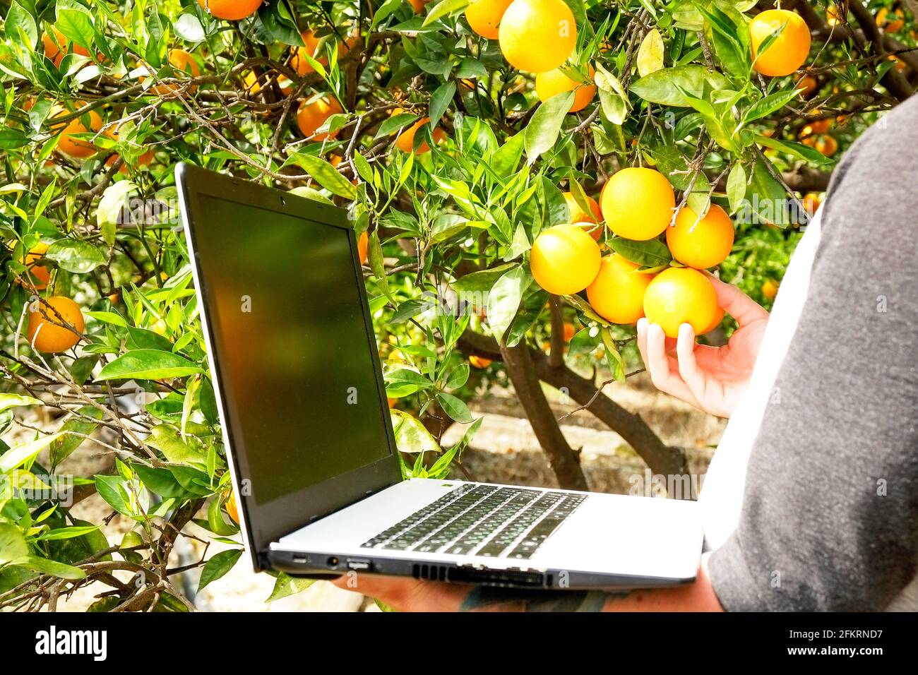 Young man hand picking ripe organic orange tree fruit quality control ...