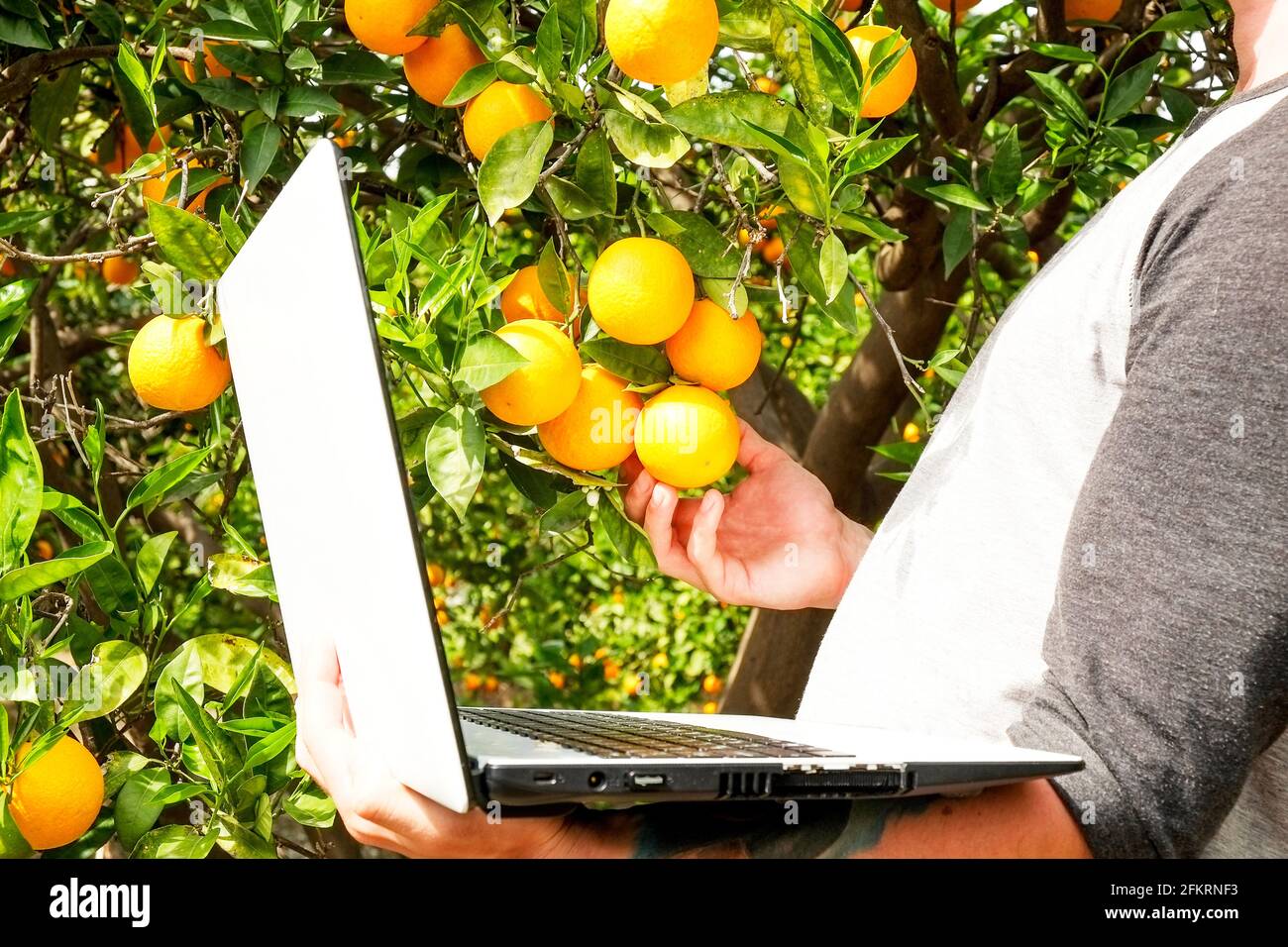 Young man hand picking ripe organic orange tree fruit quality control ...