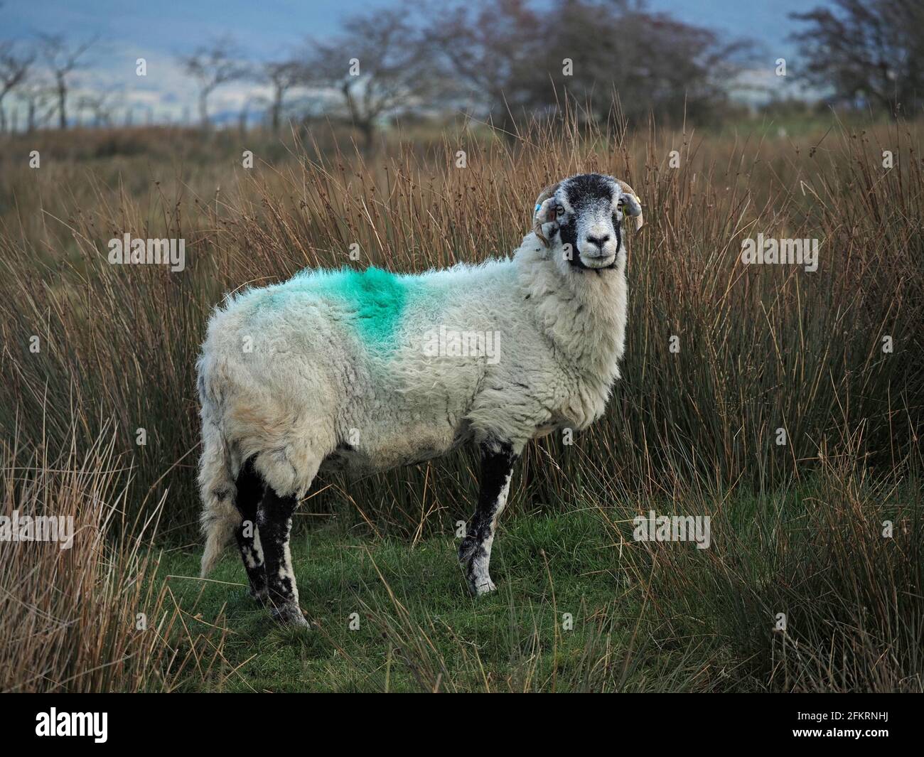 Rough fell sheep hi-res stock photography and images - Alamy