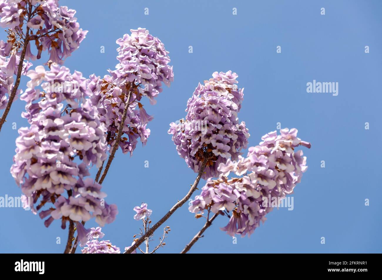 Paulownia tomentosa fast blue hi-res stock photography and images - Alamy