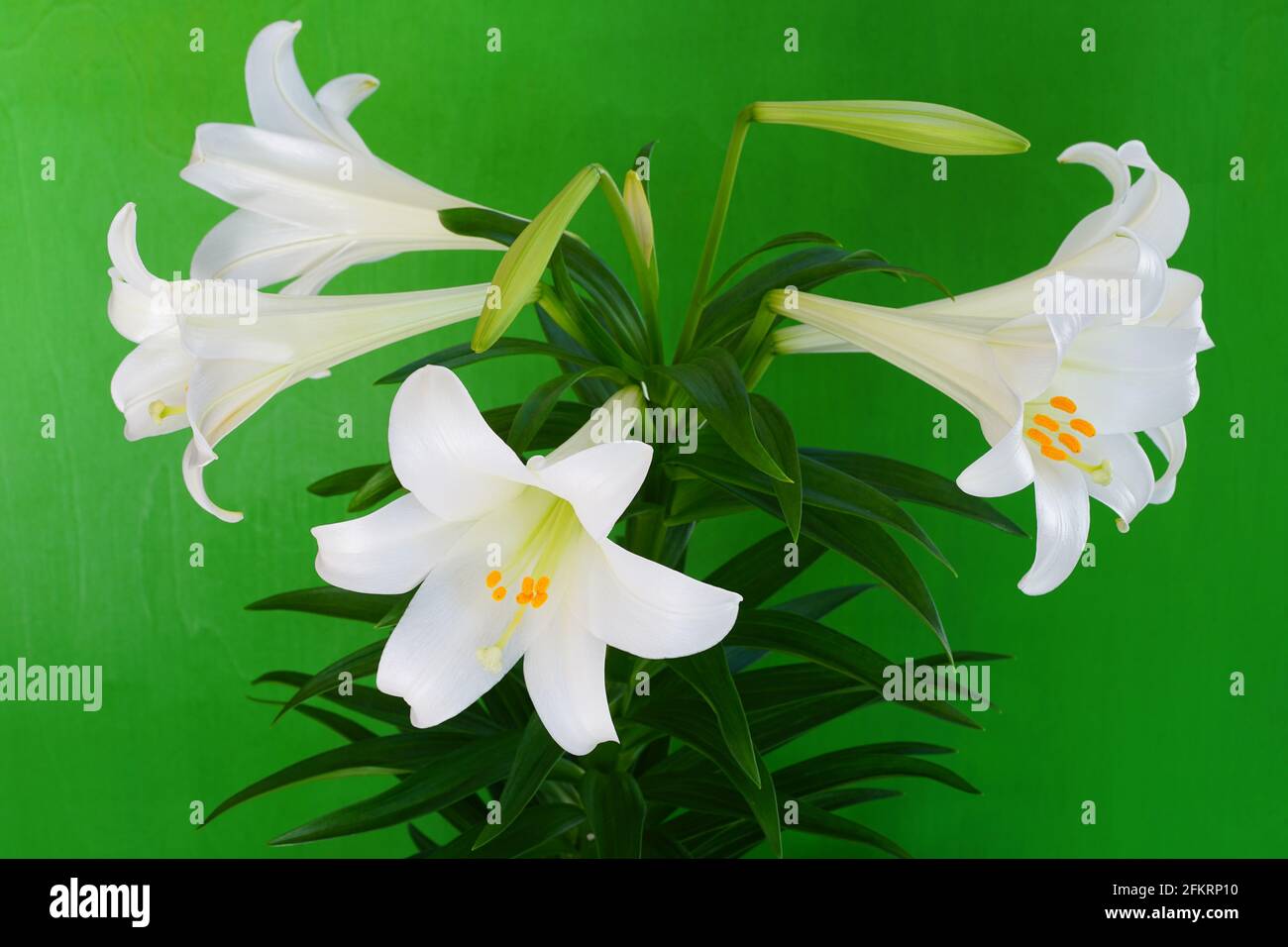 Fragrant white and yellow trumpet flowers of Easter Lily flowers ...