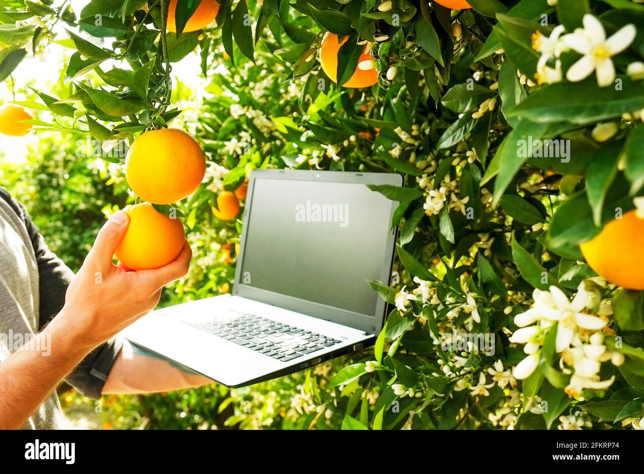 Young man hand picking ripe organic orange tree fruit quality control ...