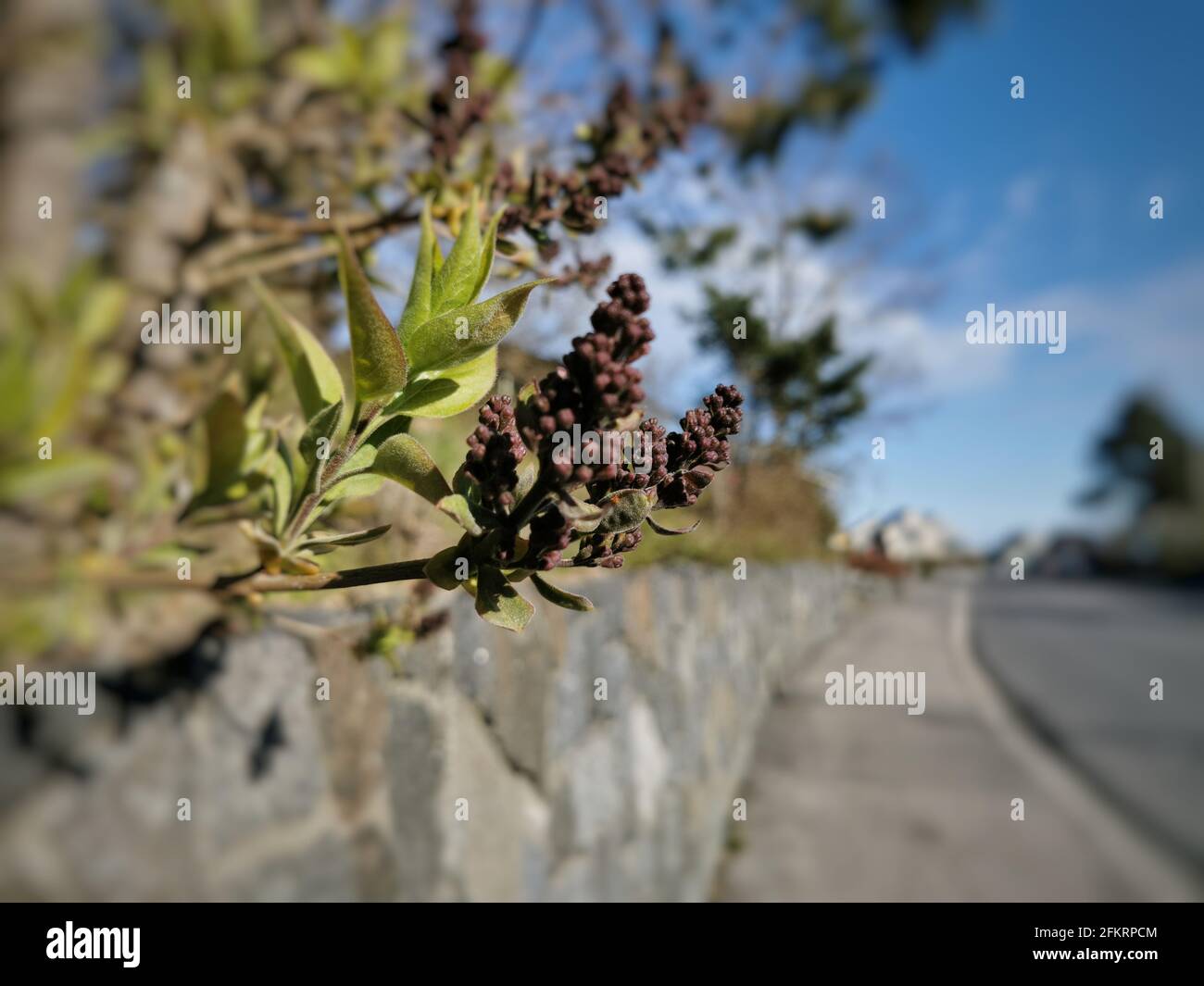 Lentiscus berries hi-res stock photography and images - Alamy