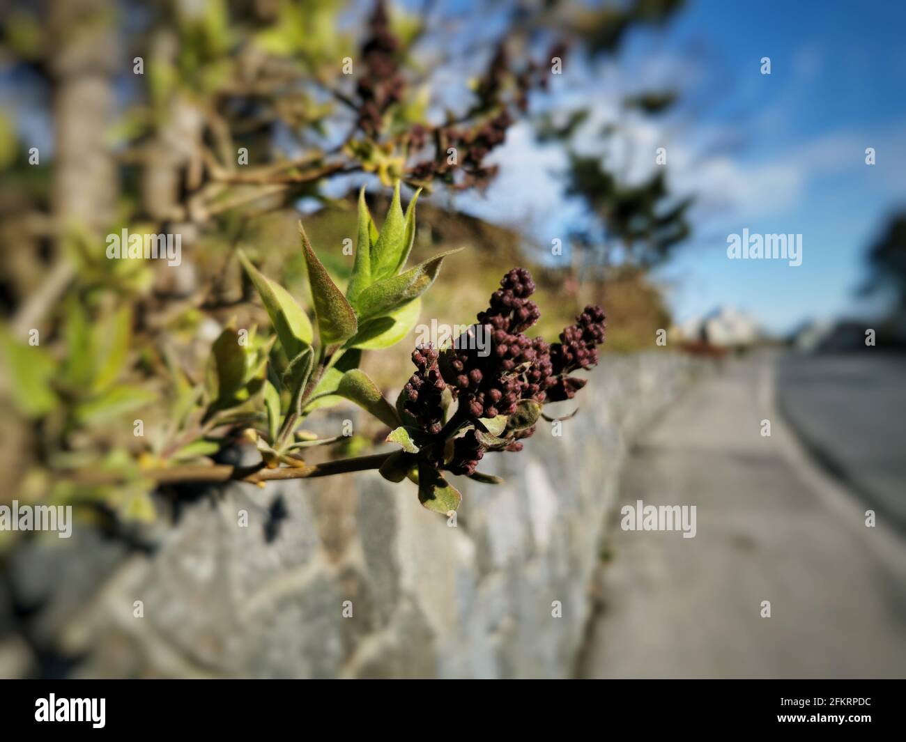 Lentiscus berries hi-res stock photography and images - Alamy