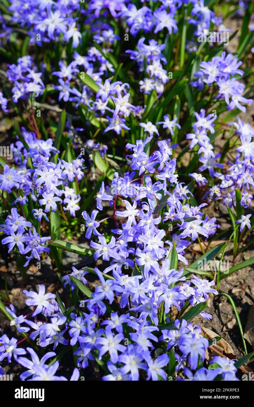 Purple scilla hi-res stock photography and images - Alamy
