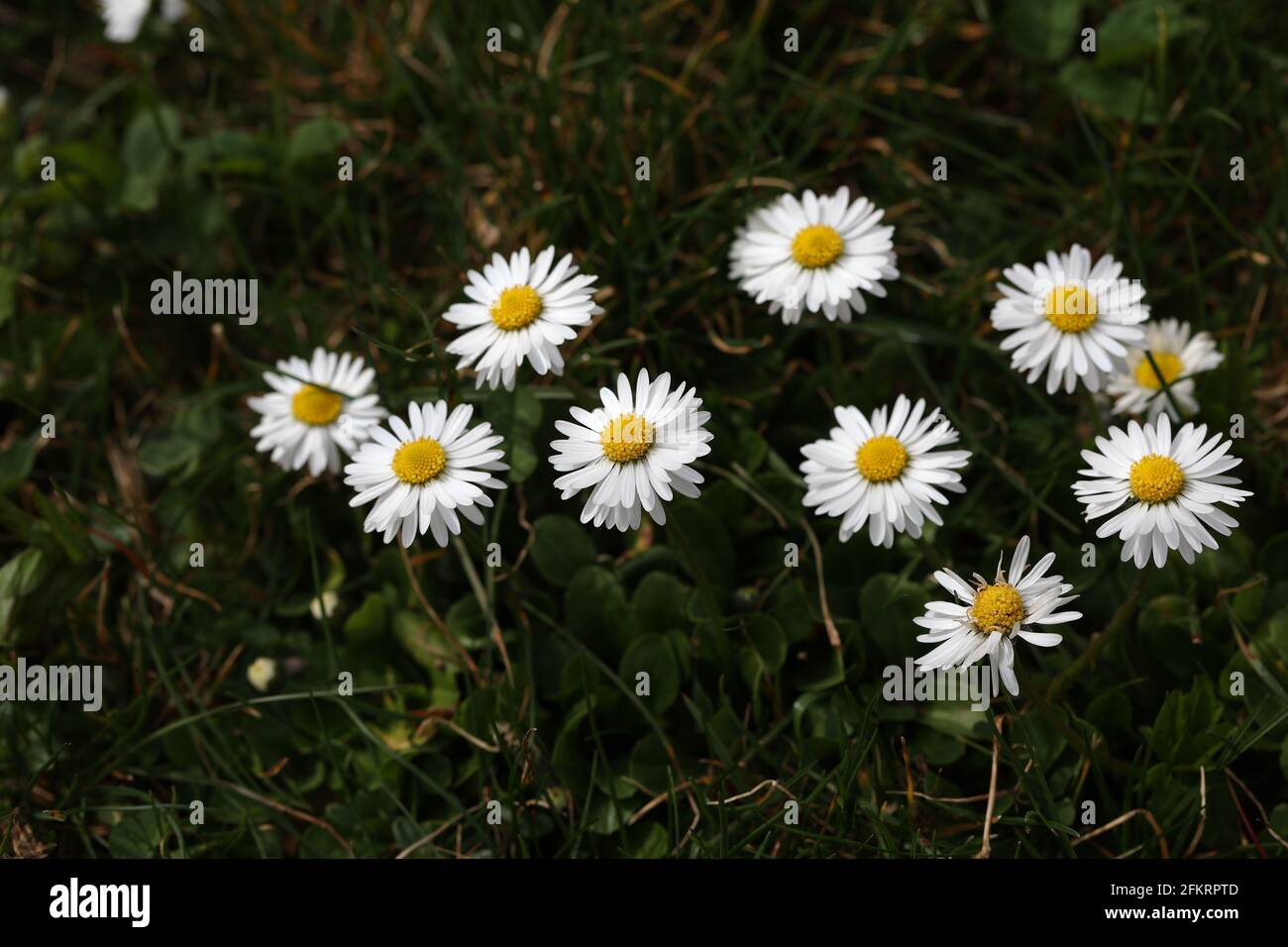 Group of white daisies in the meadow Stock Photo - Alamy
