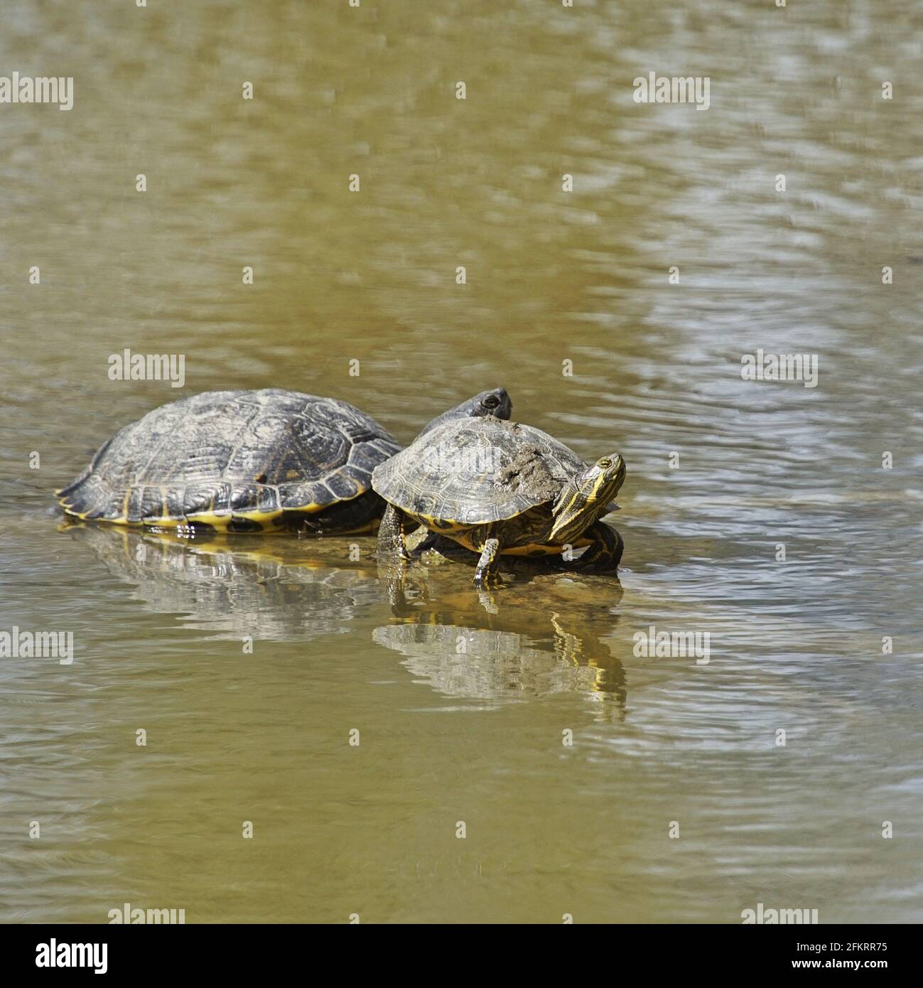 Turtles swimming in a lake at daytime Stock Photo - Alamy