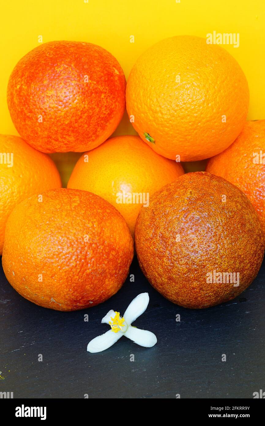 Pile of organic blood oranges with a citrus flower Stock Photo - Alamy