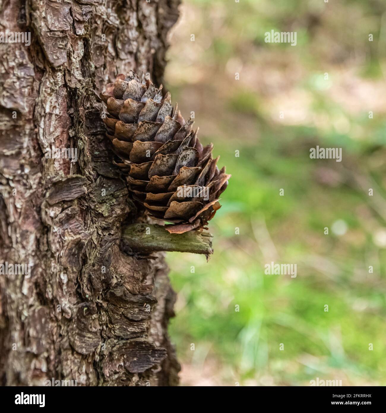 Closeup shot of a conifer cone on a tree trunk Stock Photo - Alamy