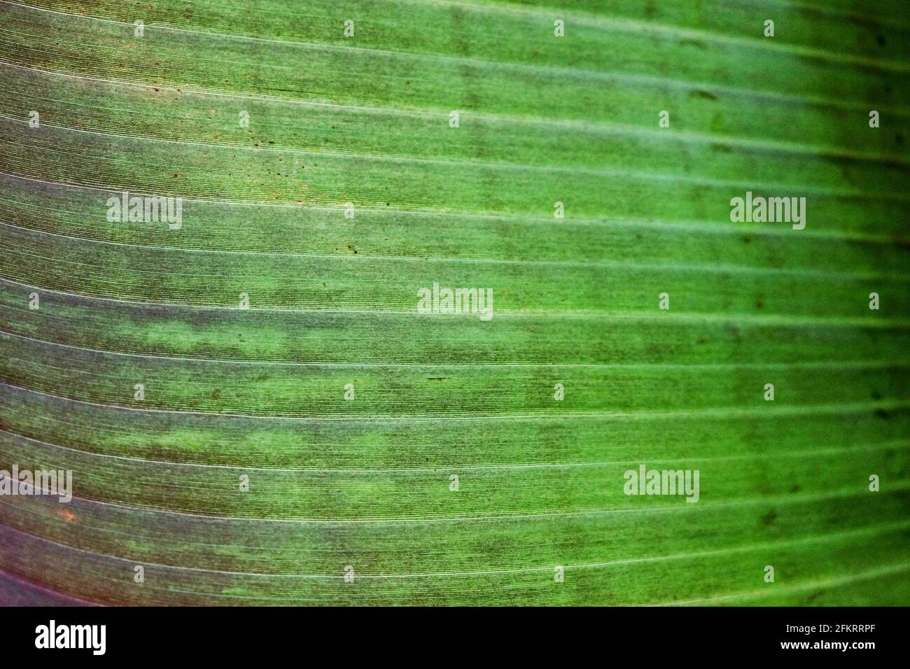 Macro shot of green palm leaf streak structure surface, texture image ...