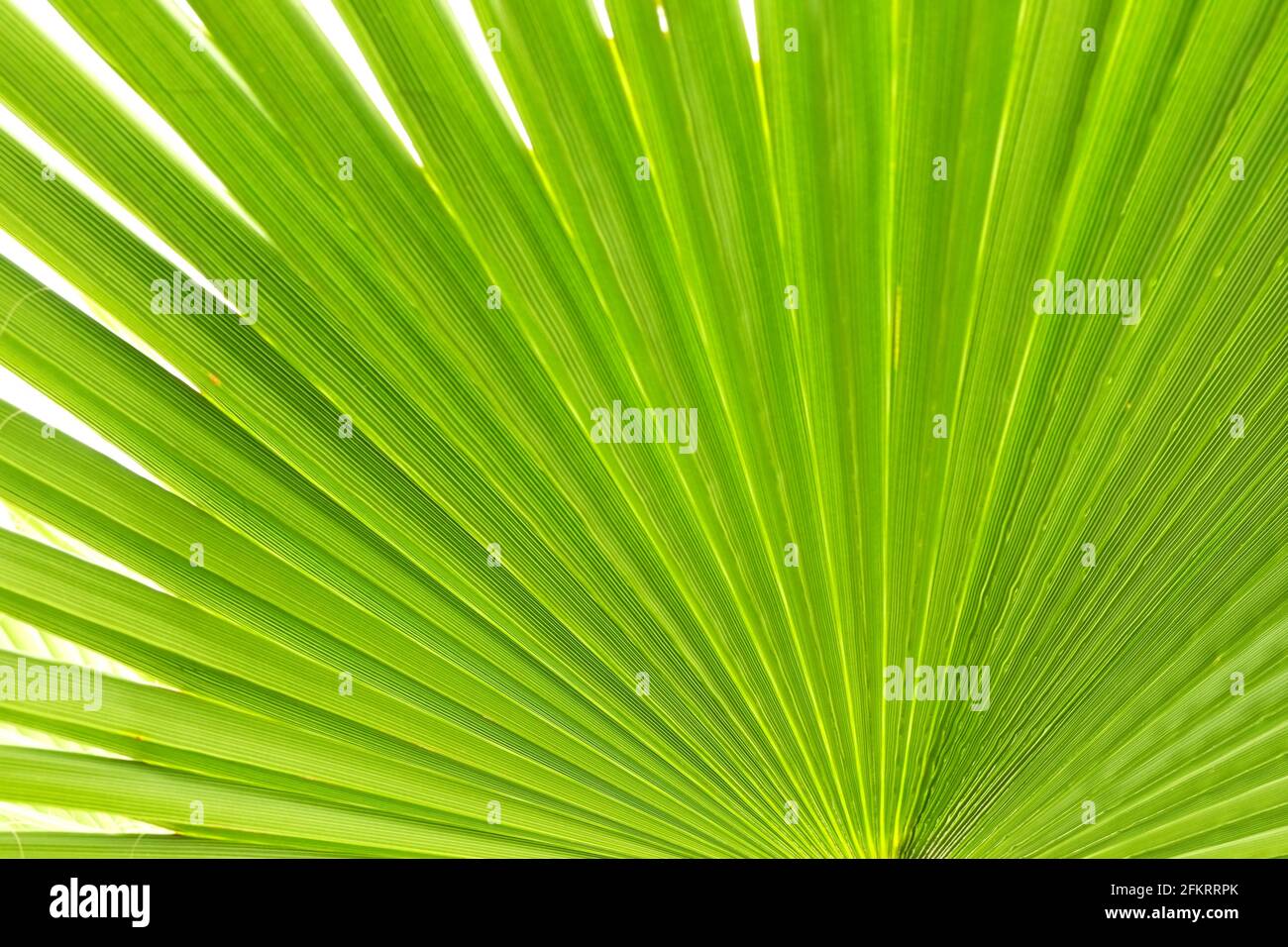 Cropped macro shot of green sugar palm tree leaf strip in sun light ...