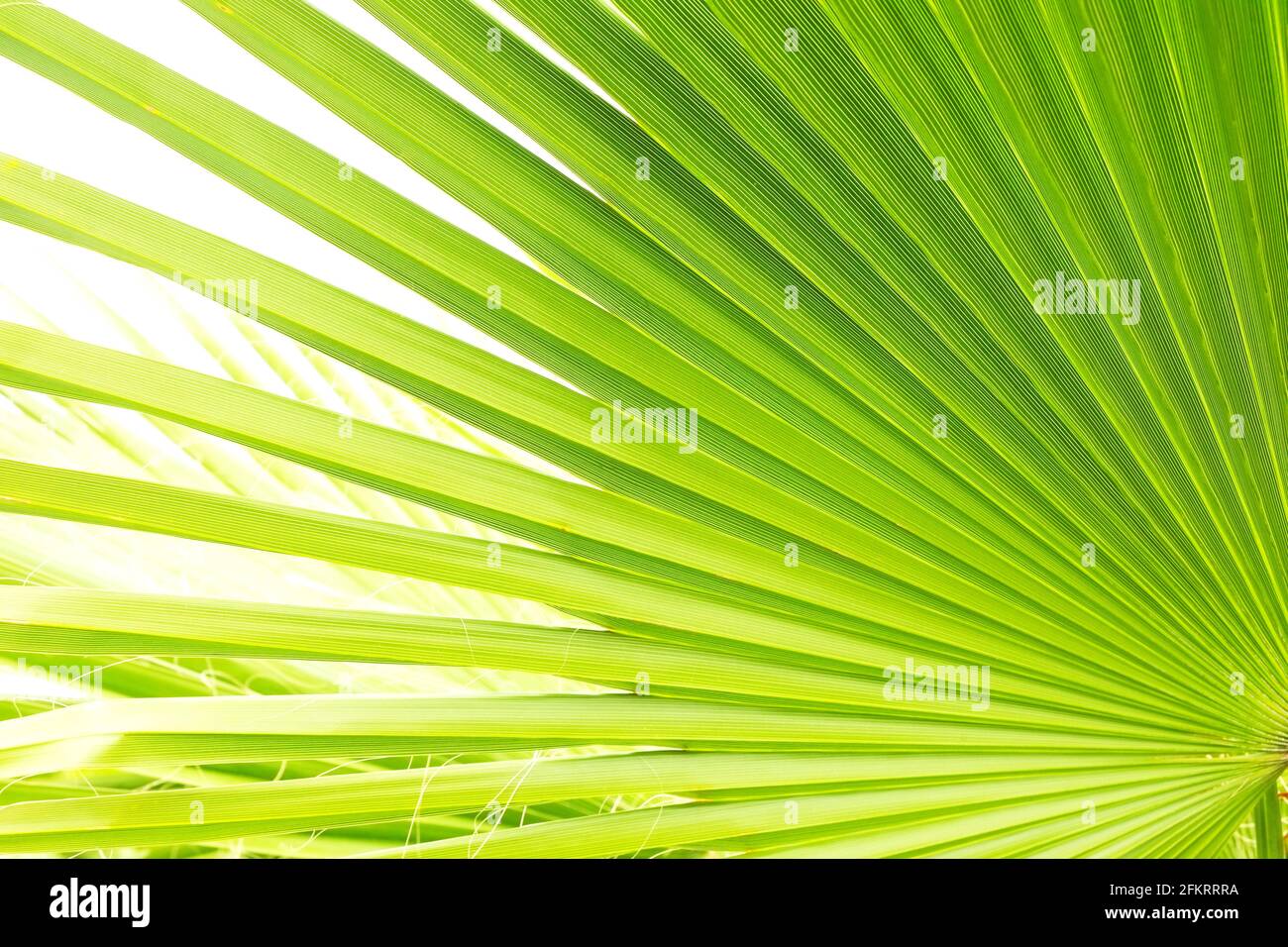 Sugar palm tree hi-res stock photography and images - Alamy