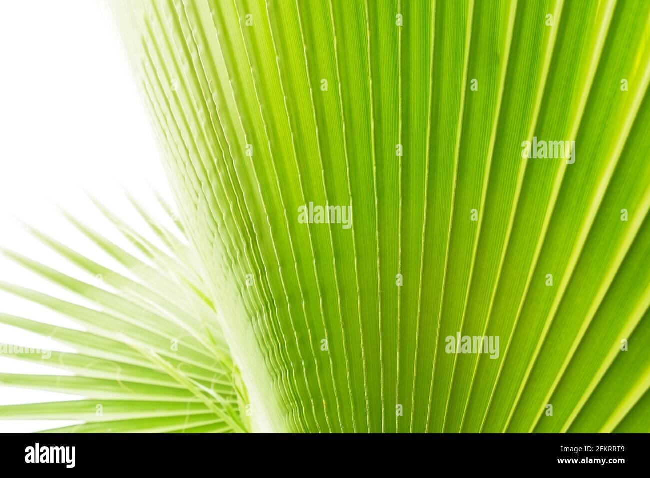 Palm tree leaf strip hi-res stock photography and images - Alamy