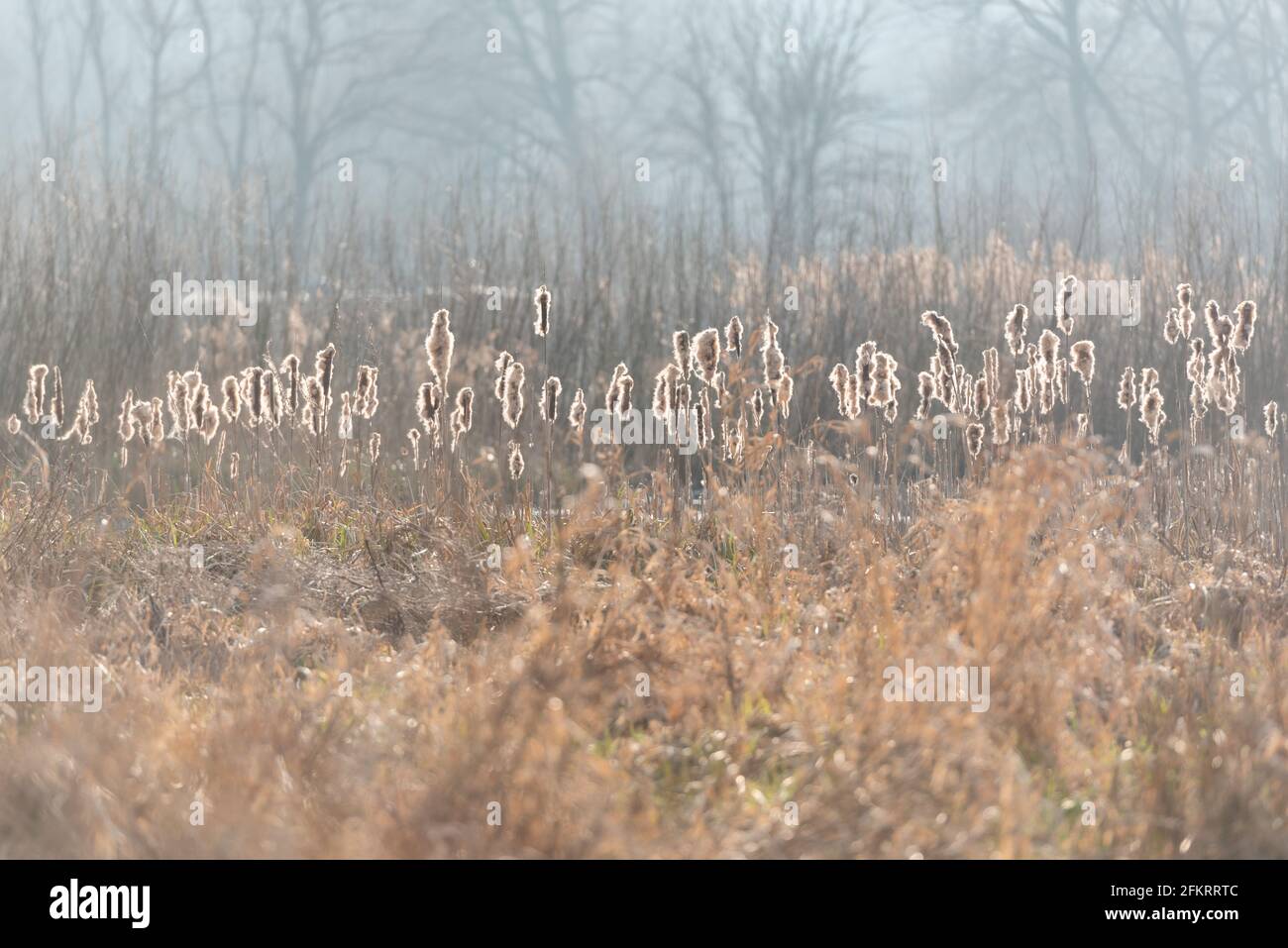 Backlit bullrushes, Norfolk Broads i. March 2021 Stock Photo - Alamy