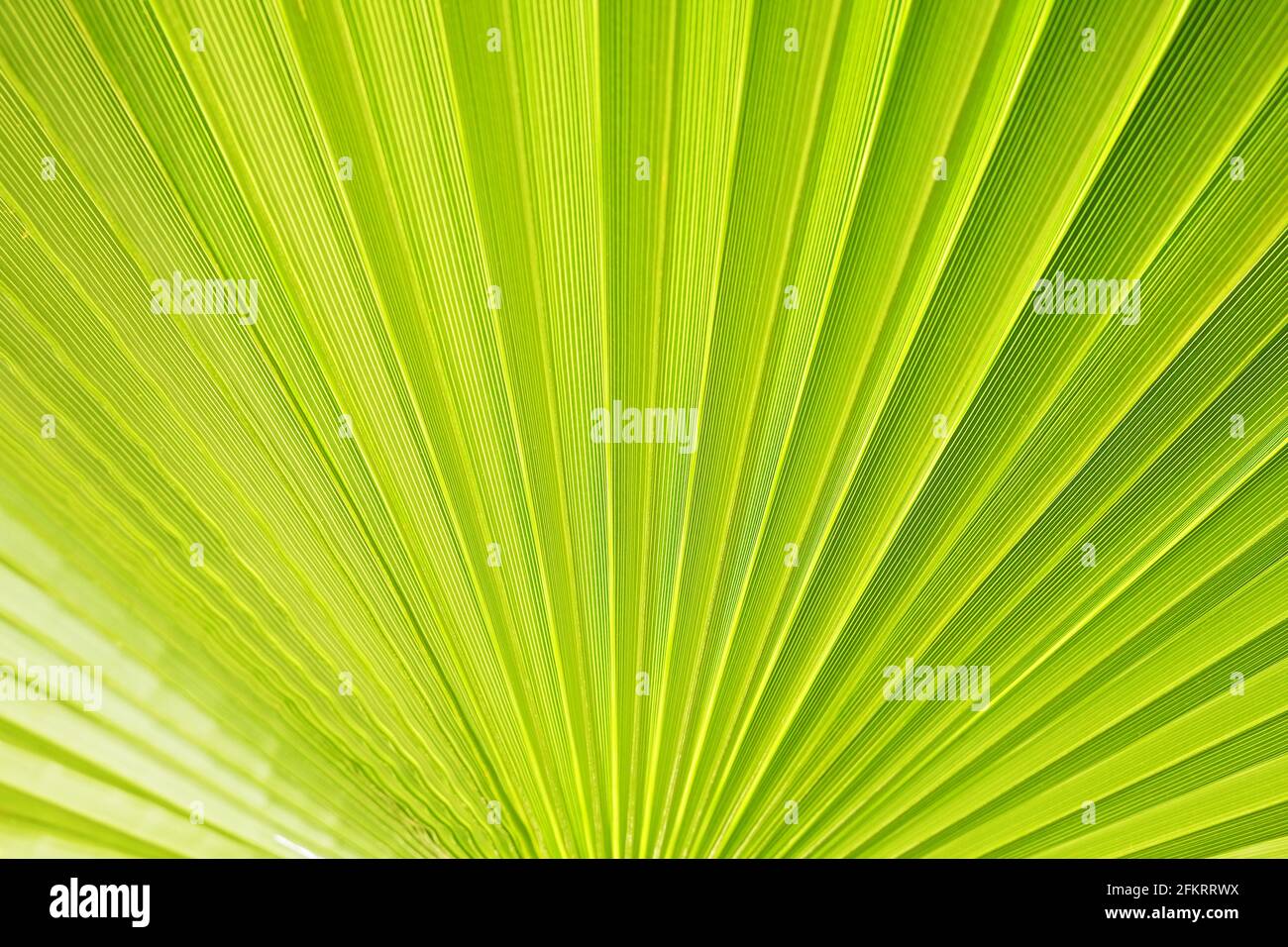 Sugar palm tree hi-res stock photography and images - Alamy