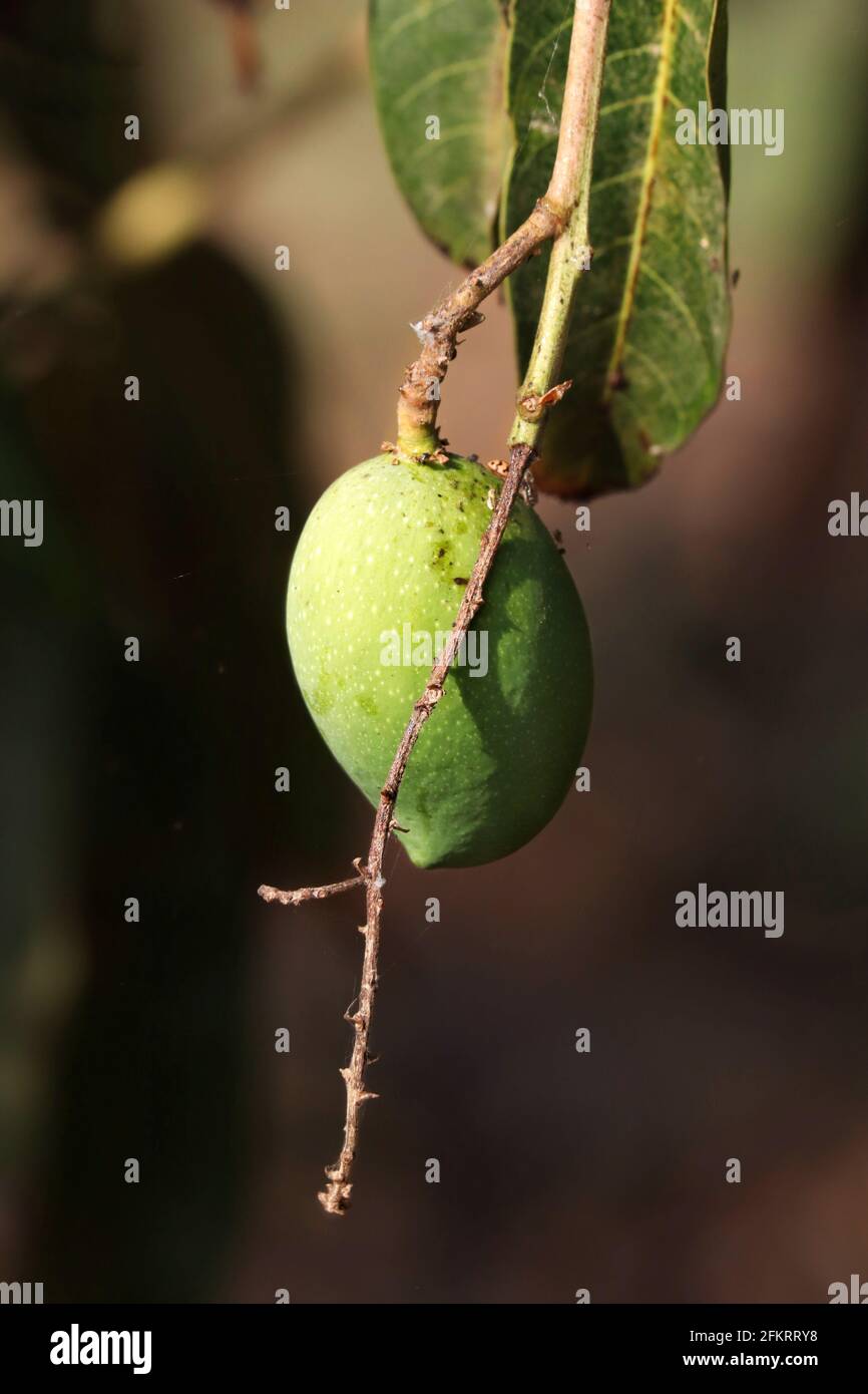 Vertical shot of a growing mango on the tree Stock Photo - Alamy