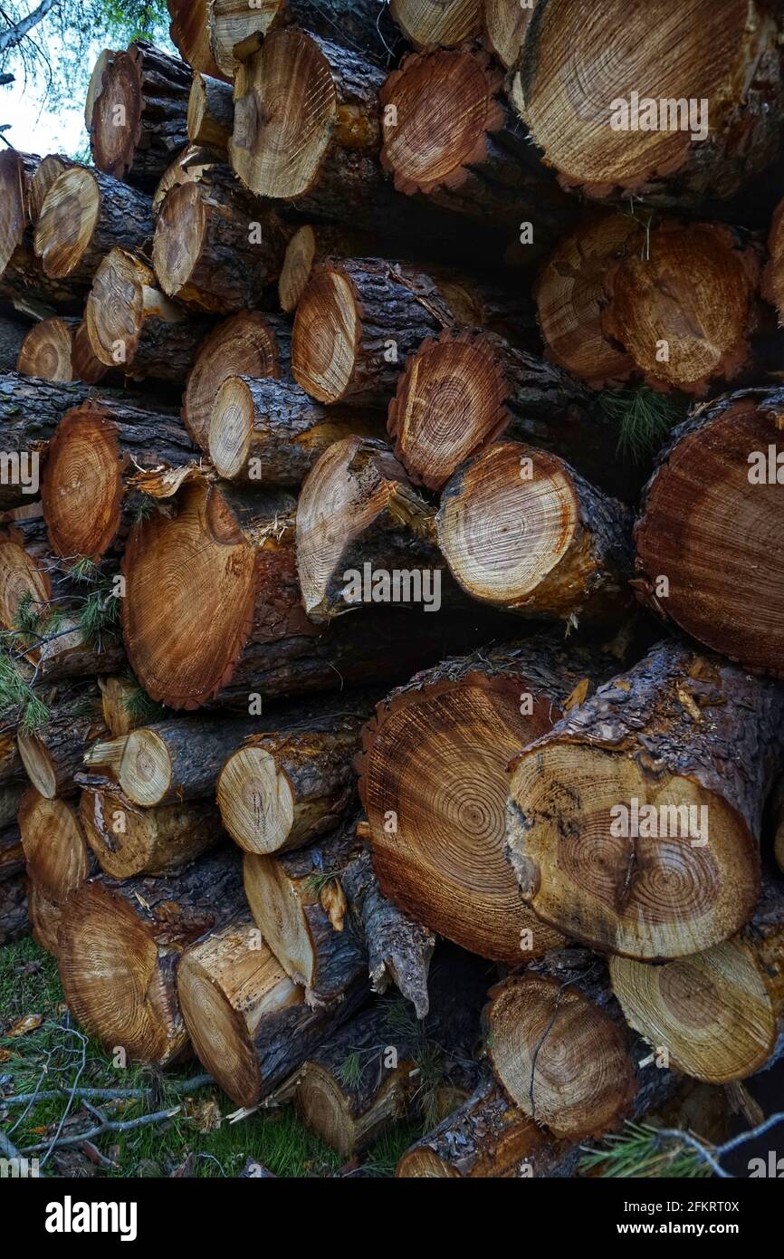 Vertical shot of a stack of wooden pine trees in a green field Stock ...