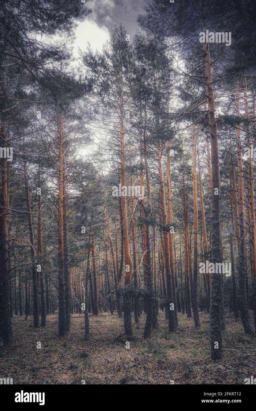 Vertical shot of forest trees with crawling branches on a cloudy sky ...