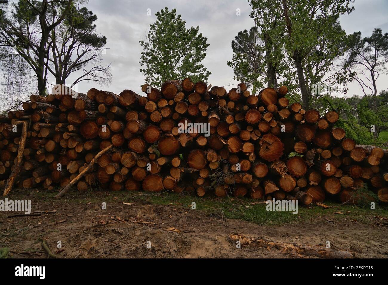 Closeup shot of a stack of wooden pine trees in a green field Stock ...