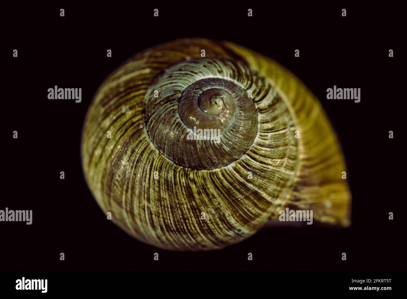 Snail shell in close up. Still life photography in studio Stock Photo ...