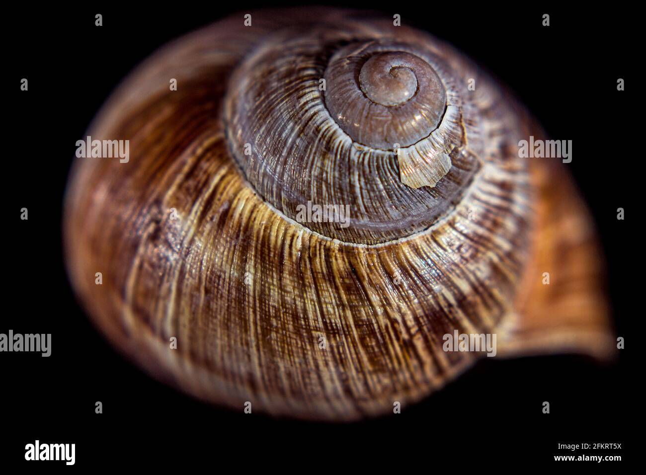 Snail shell in close up. Still life photography in studio Stock Photo ...
