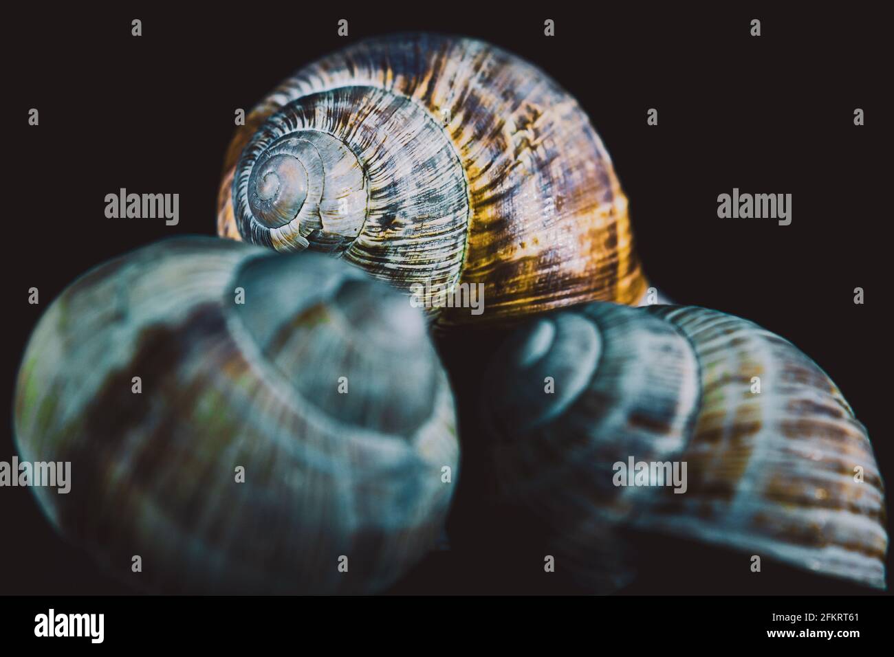 Snail shells in close up. Still life photography in studio Stock Photo ...