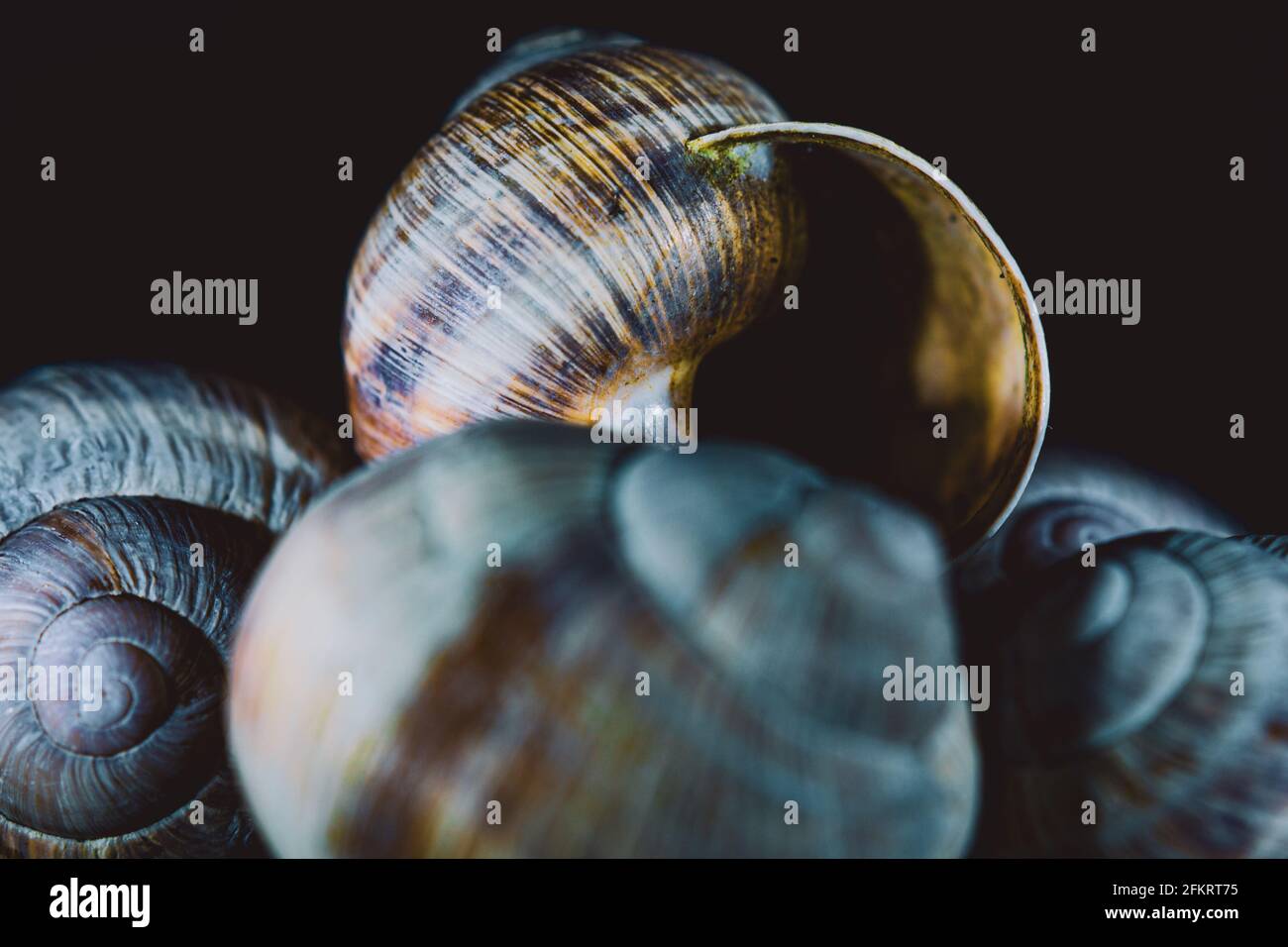 Snail shells in close up. Still life photography in studio Stock Photo ...