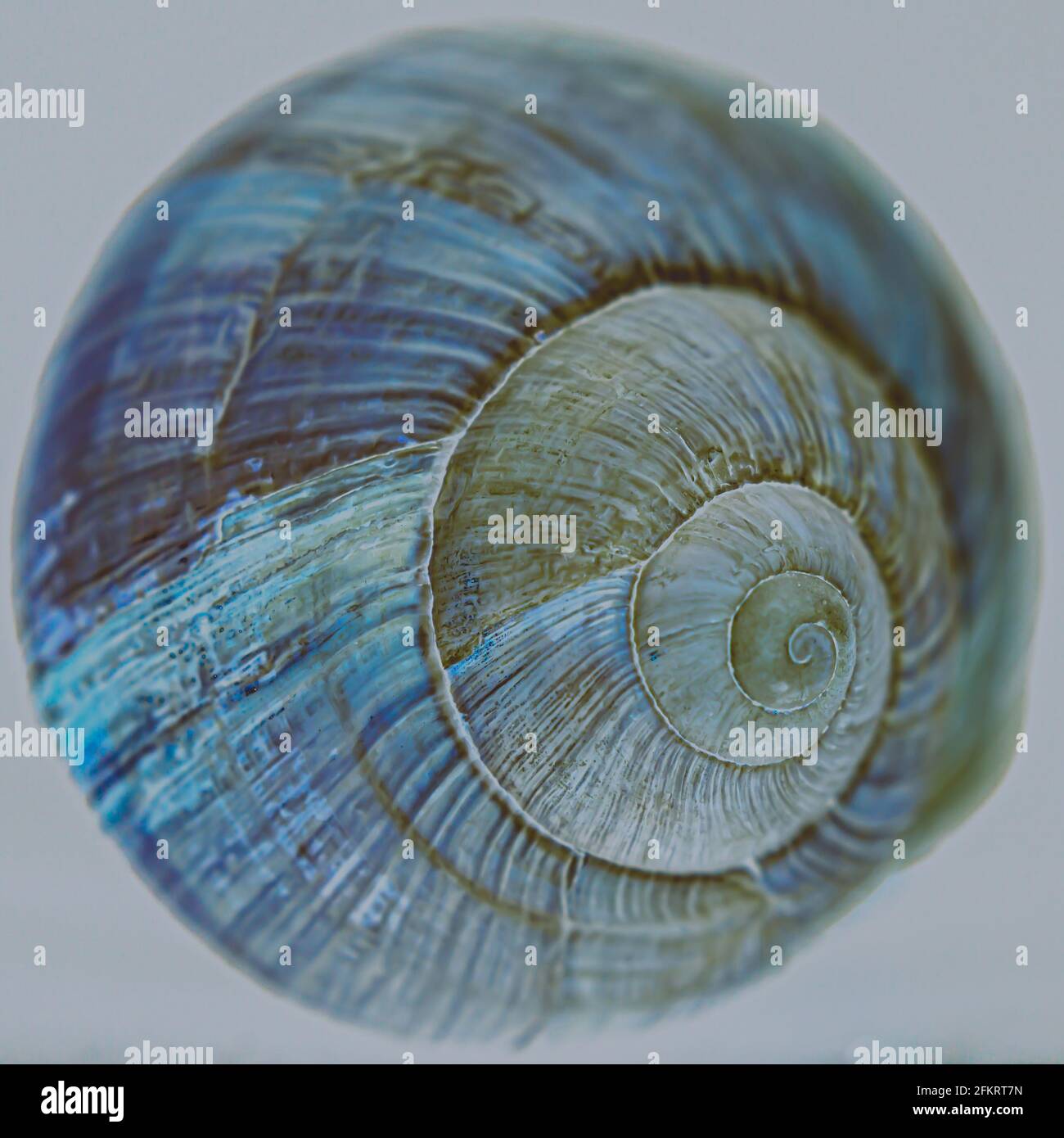 Snail shells in close up. Experimental still life photography in studio ...